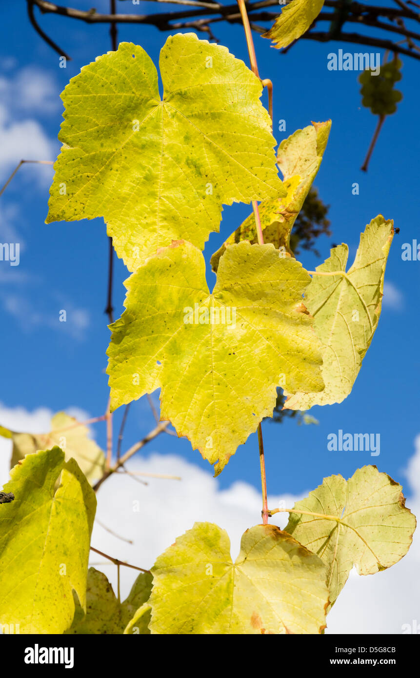 Fading yellow grape leaves on the vine show fall is near Stock Photo ...