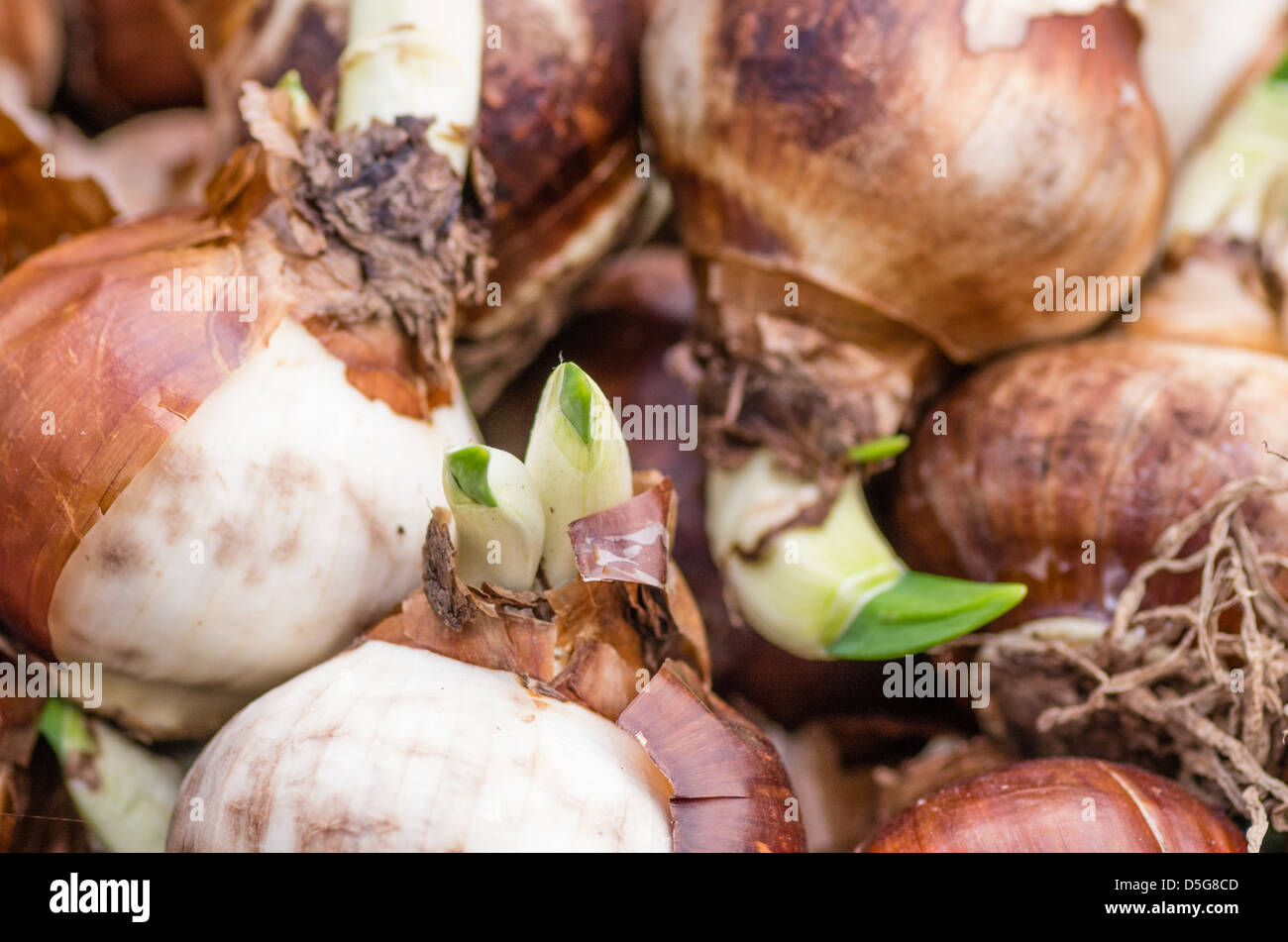 Daffodil bulbs with green sprouts ready to plant Stock Photo - Alamy