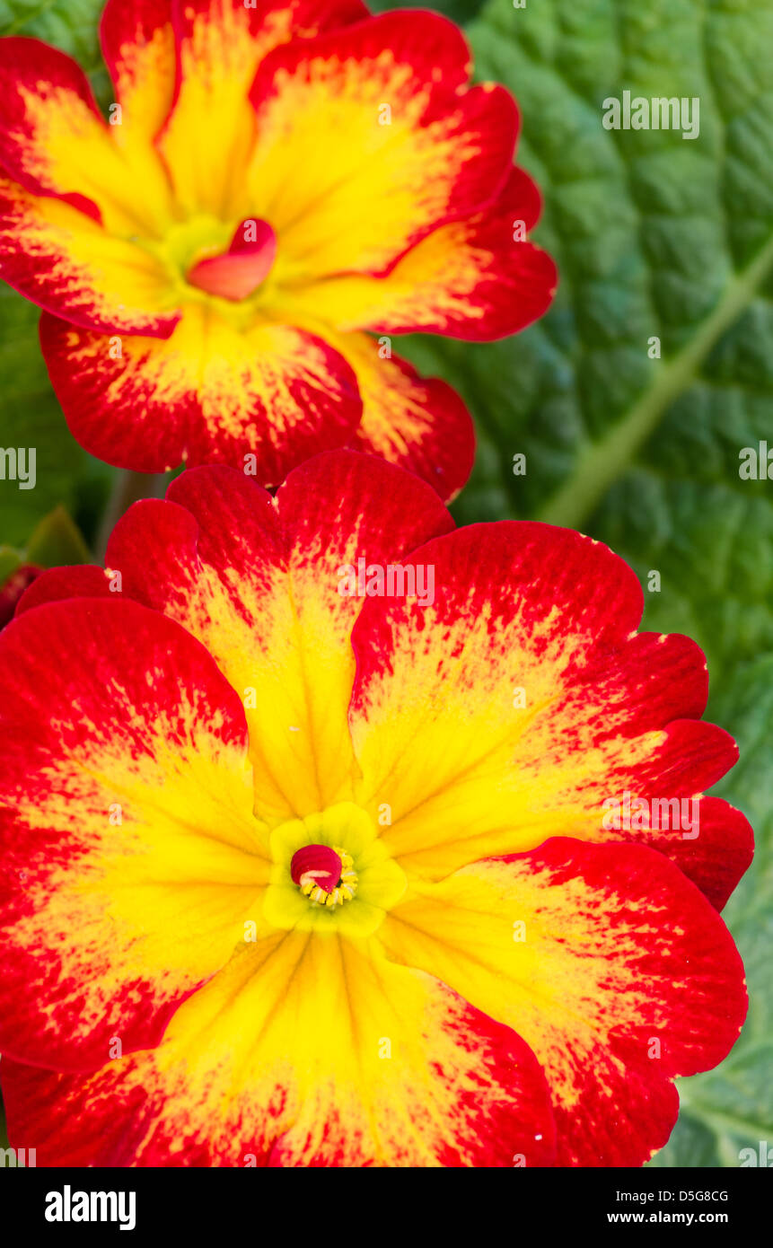 Red primrose flowers with a green leaf background Stock Photo - Alamy
