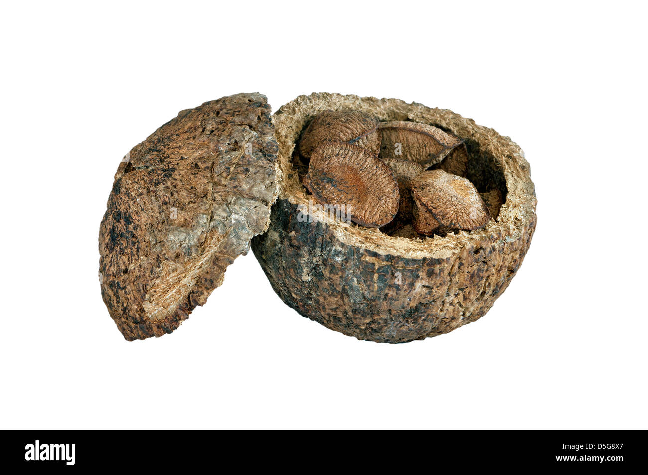 Mature fruit capsule filled with seeds (Brazil nuts) of Brazil Nut tree ...