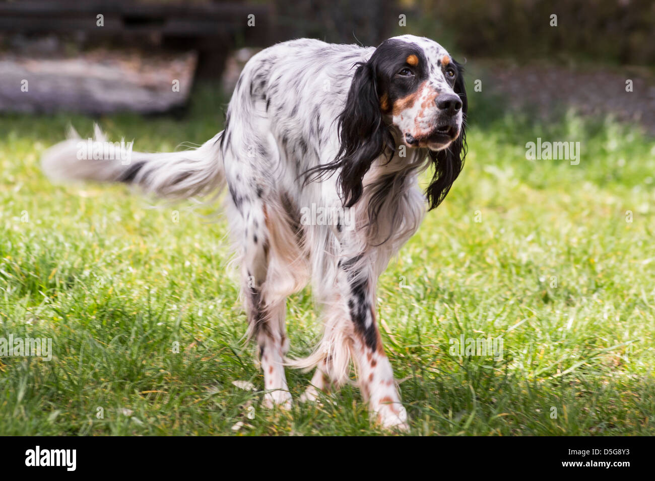 Setter dog breed Stock Photo - Alamy