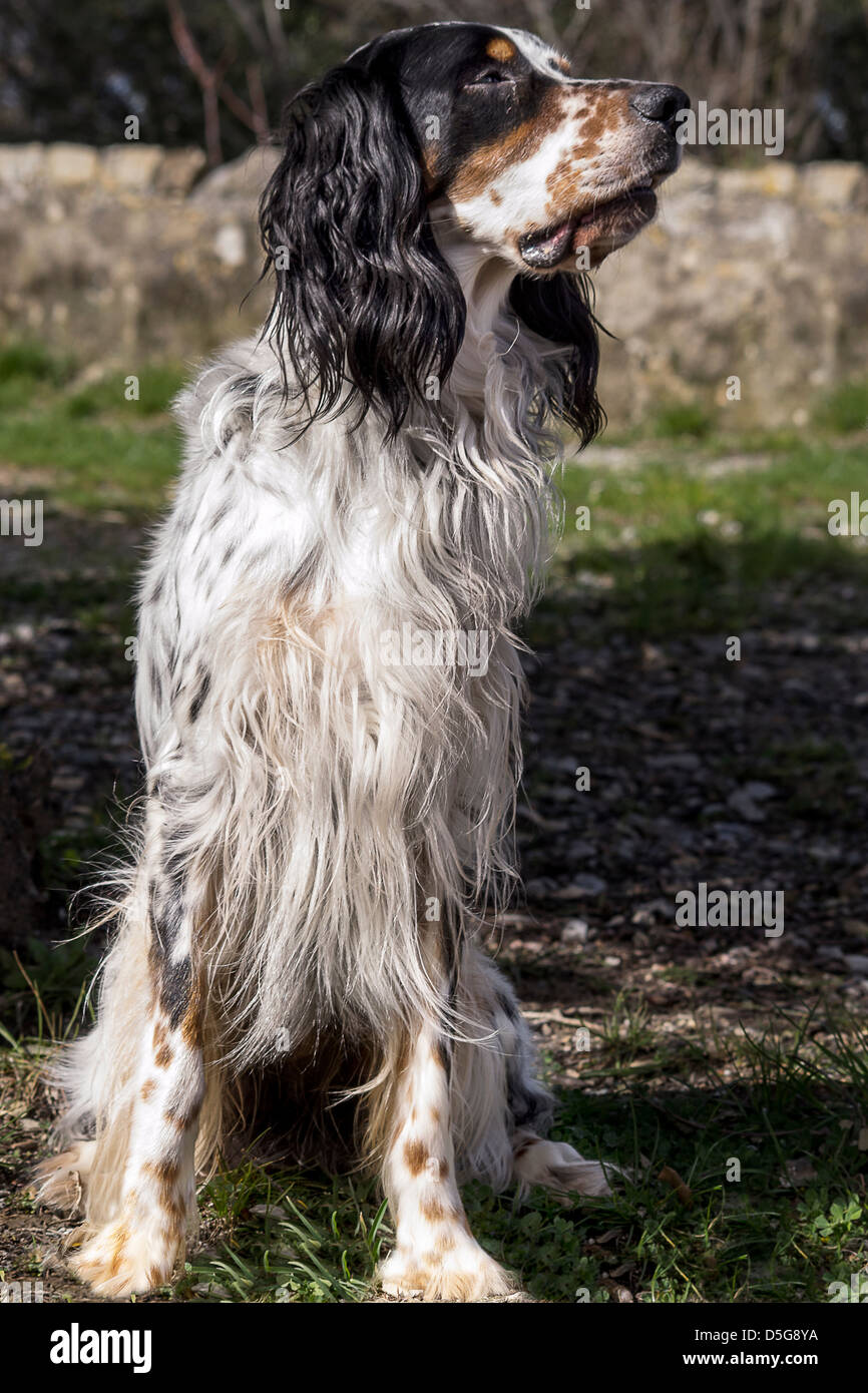 Setter dog breed Stock Photo - Alamy