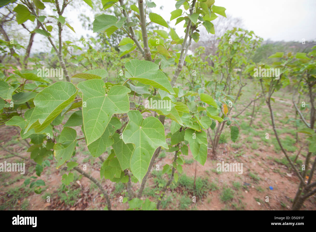 Plant jatropha hi-res stock photography and images - Alamy
