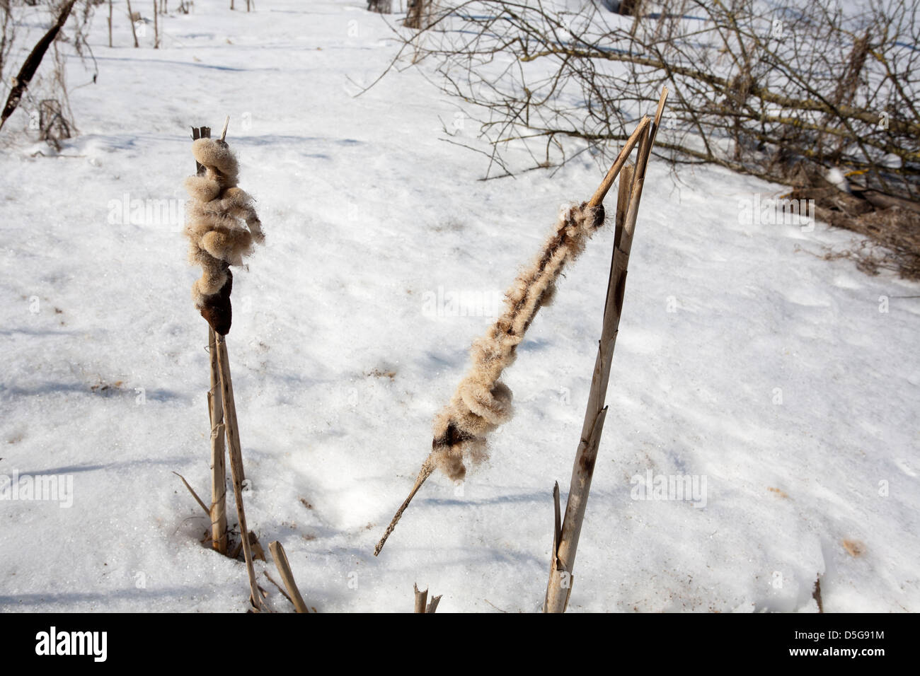 Typha latifolia seed heads, Finland Stock Photo - Alamy