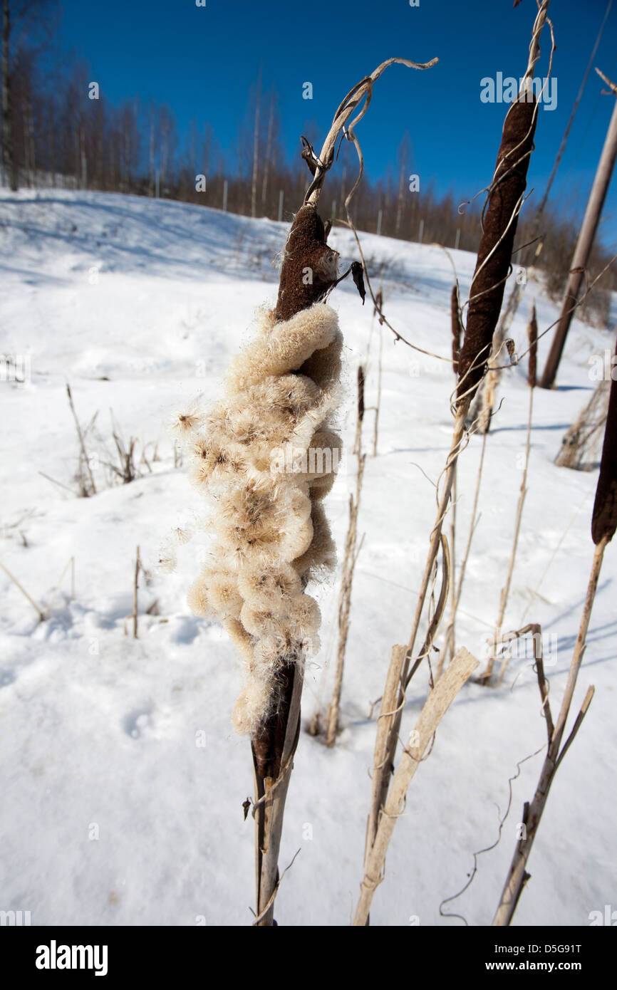 Typha latifolia seed head, Finland Stock Photo - Alamy