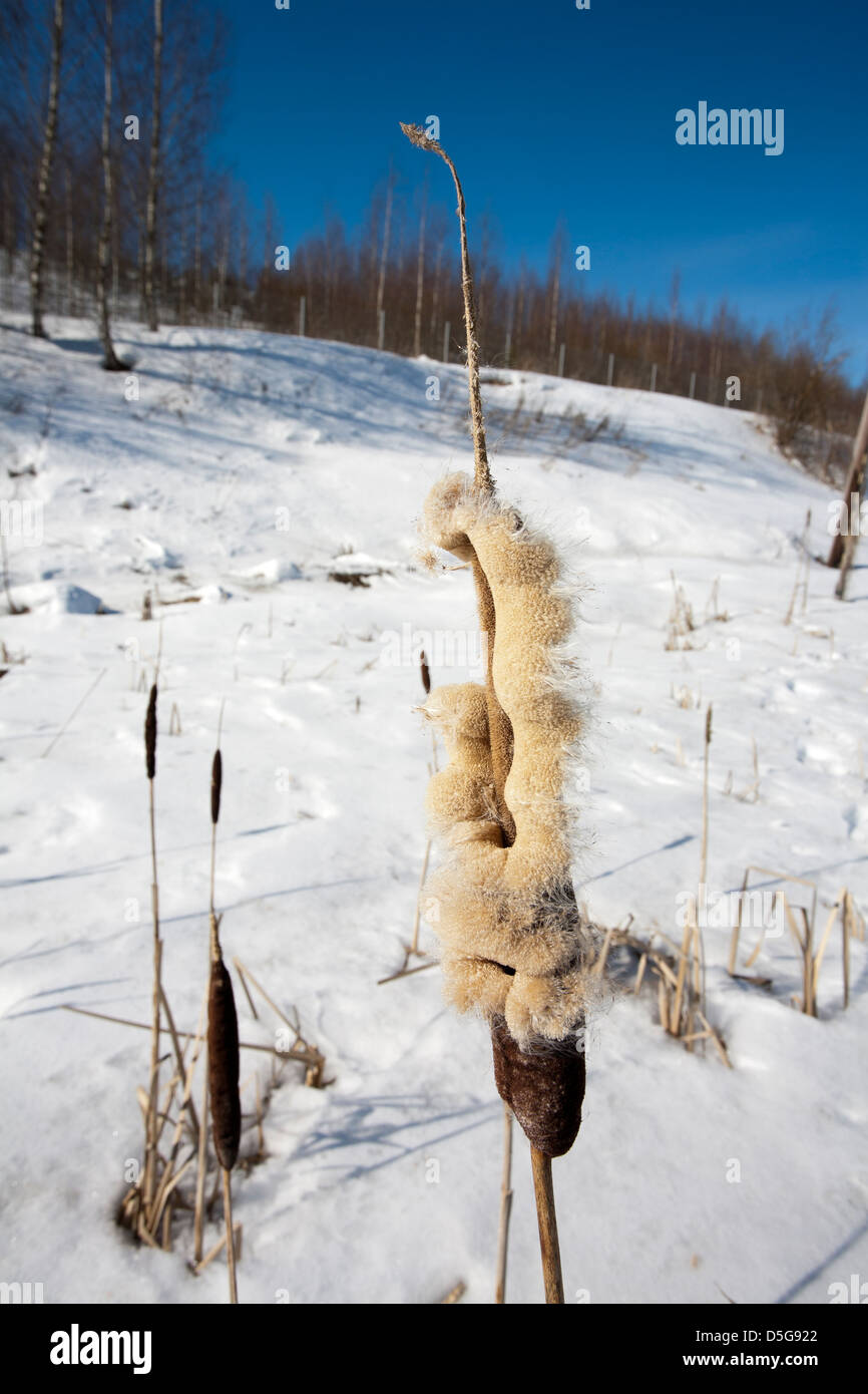 Typha latifolia seed head, Finland Stock Photo - Alamy
