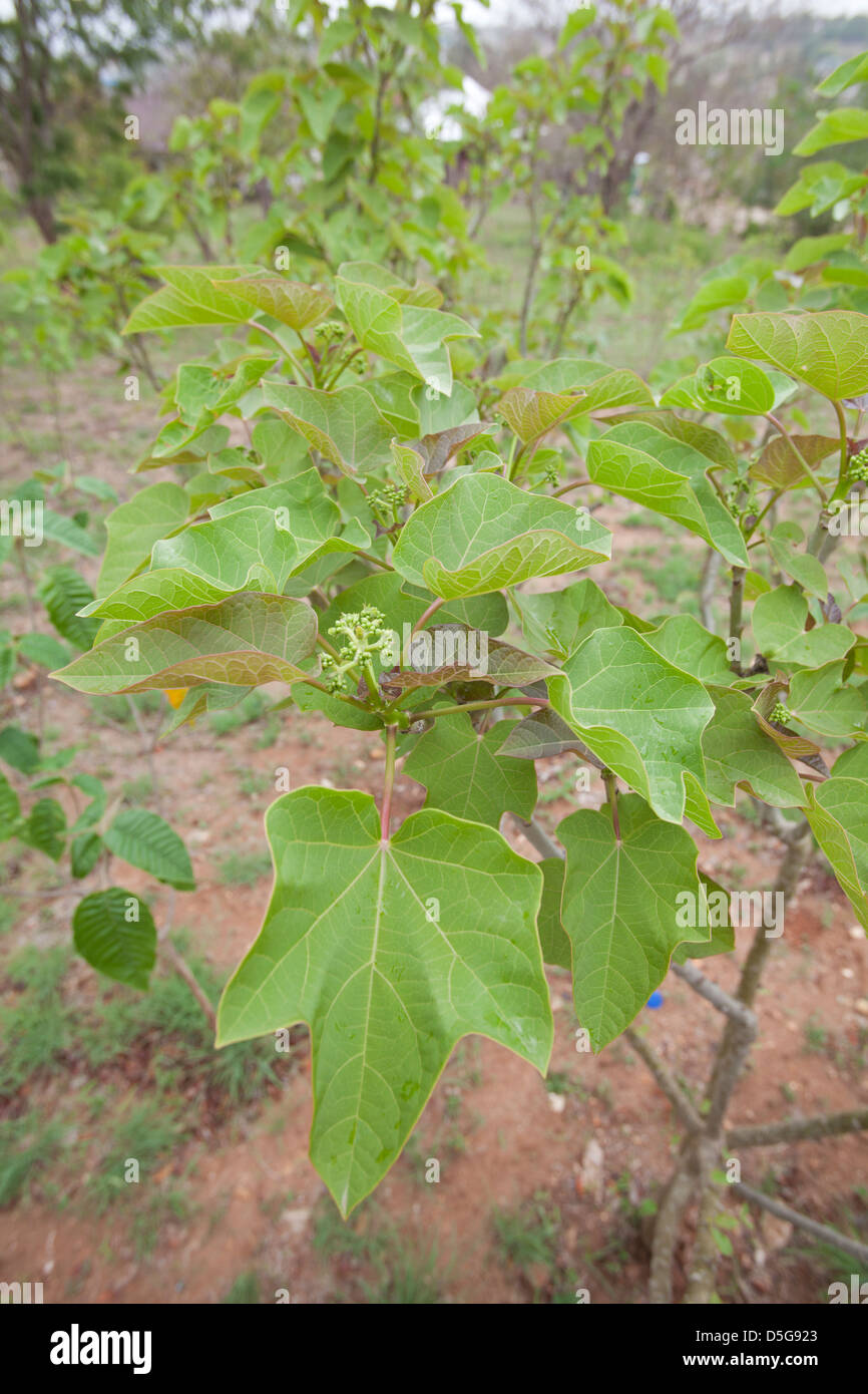 Plant jatropha hi-res stock photography and images - Alamy