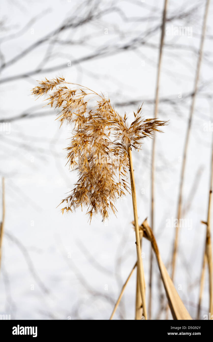 Phragmites Australis Australis High Resolution Stock Photography and ...