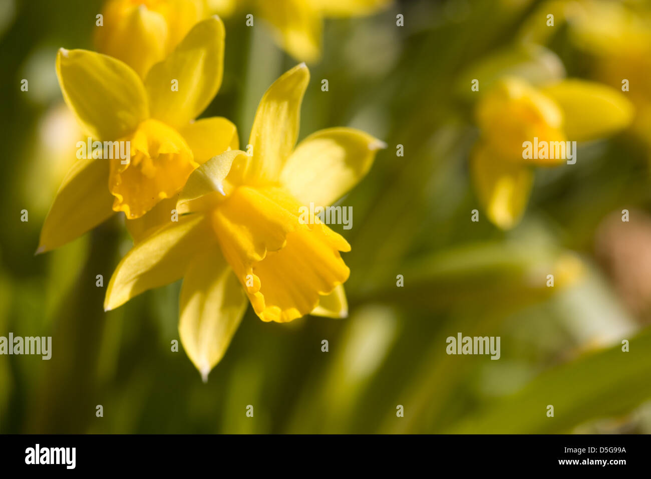 Beautiful yellow daffodils in nature Stock Photo - Alamy
