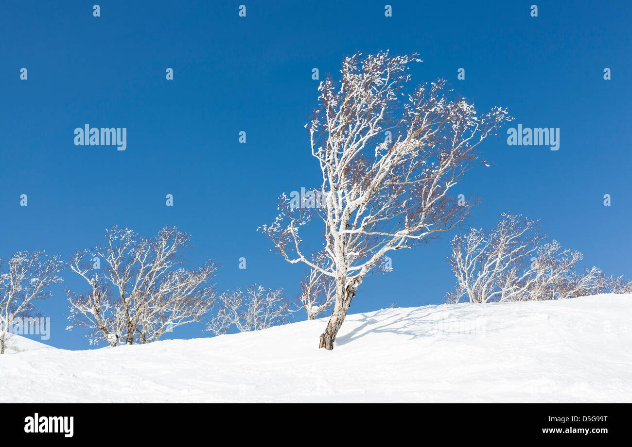 Silver Birch Trees Snow In High Resolution Stock Photography and Images ...