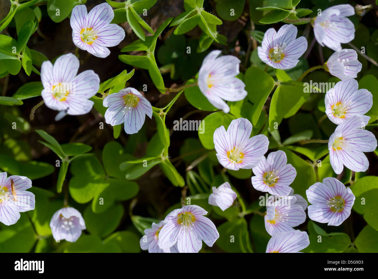 small flower grows in forest on background Stock Photo - Alamy