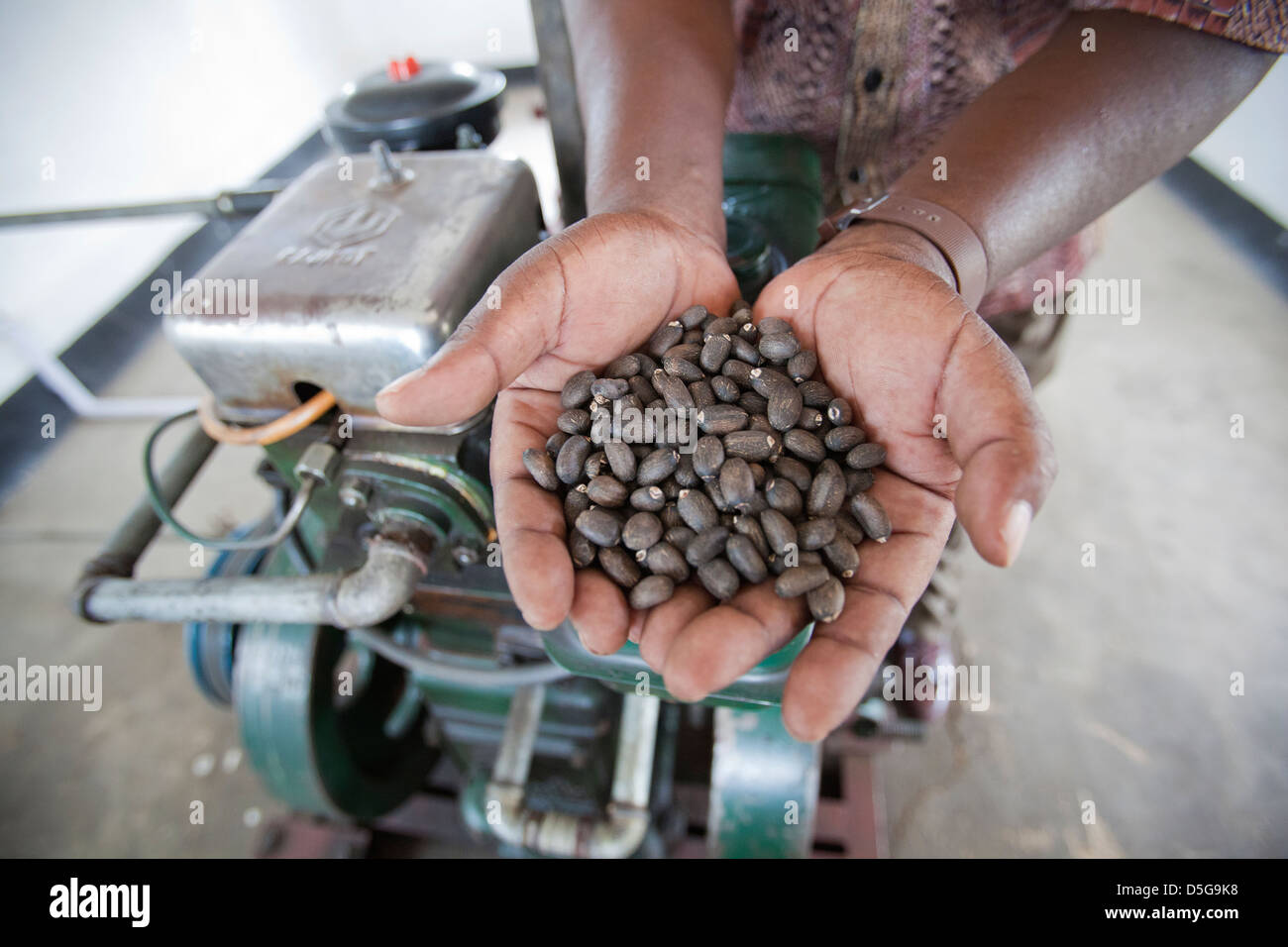 Hands holding Jatropha beans, next to milling machine run on Jatropha ...