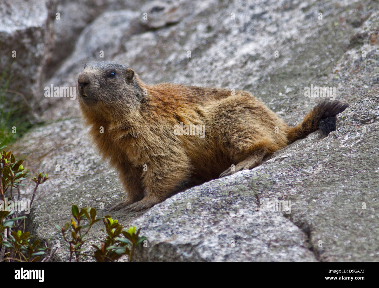 Alpine Marmot (marmota marmota), Val Nambrone, near Madonna di ...
