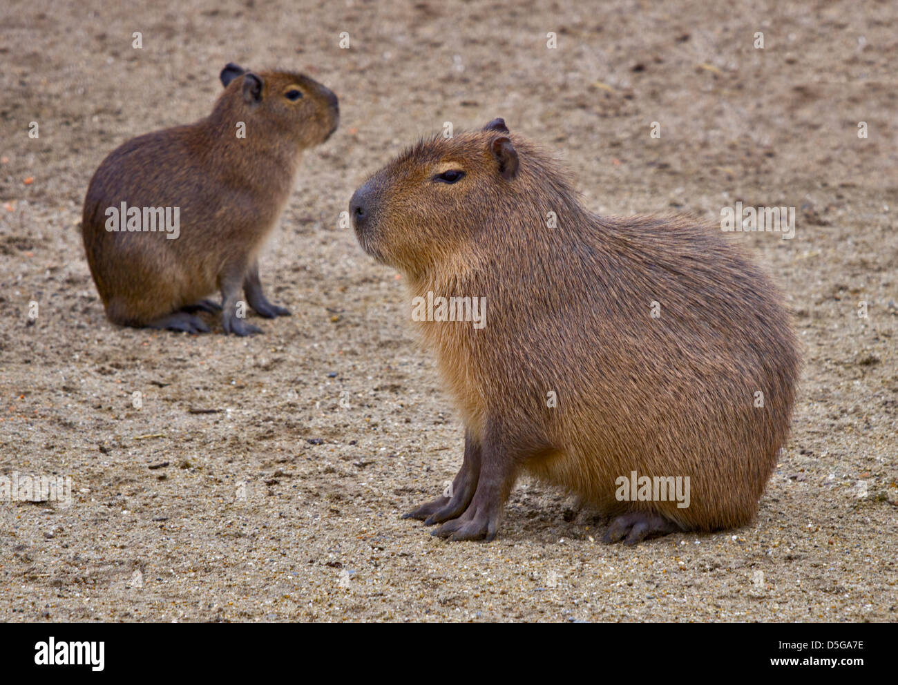 Capybara hydrochoerus hydrochaeris young hi-res stock photography and ...