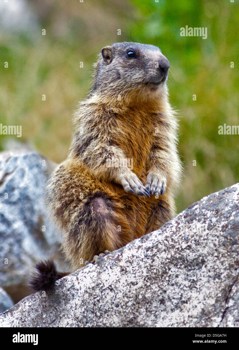 Alpine Marmot (marmota marmota), Val Nambrone, near Madonna di ...