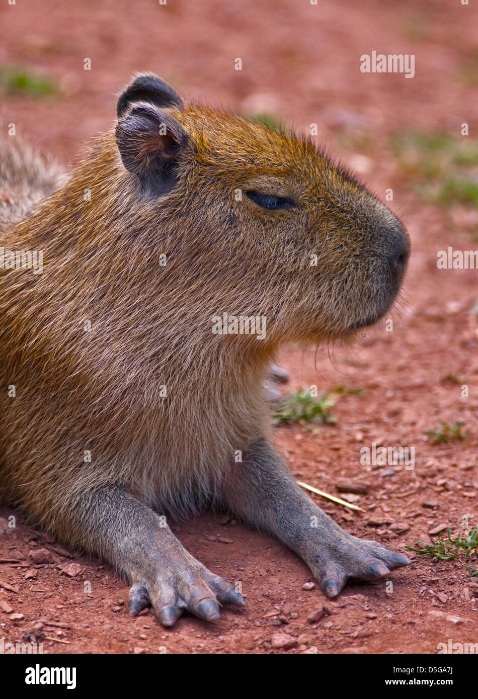 Capybara (hydrochoerus hydraochaeris) juvenile Stock Photo - Alamy