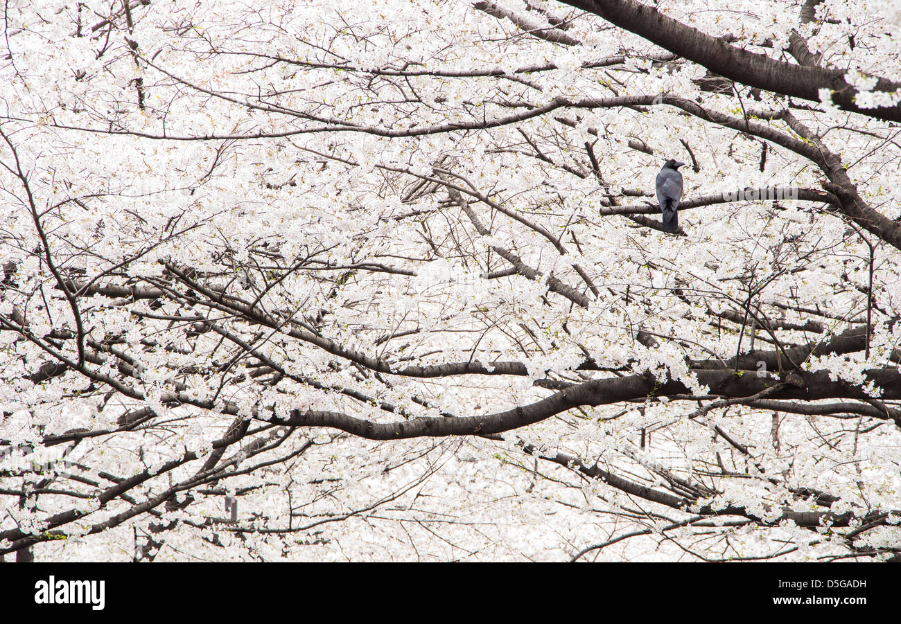 Crow flowers hi-res stock photography and images - Alamy