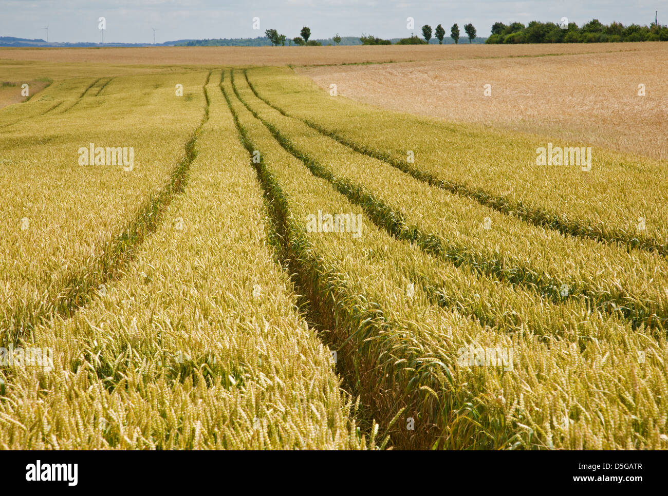 View across wheat fields near the village of Wellingen, Saarland ...