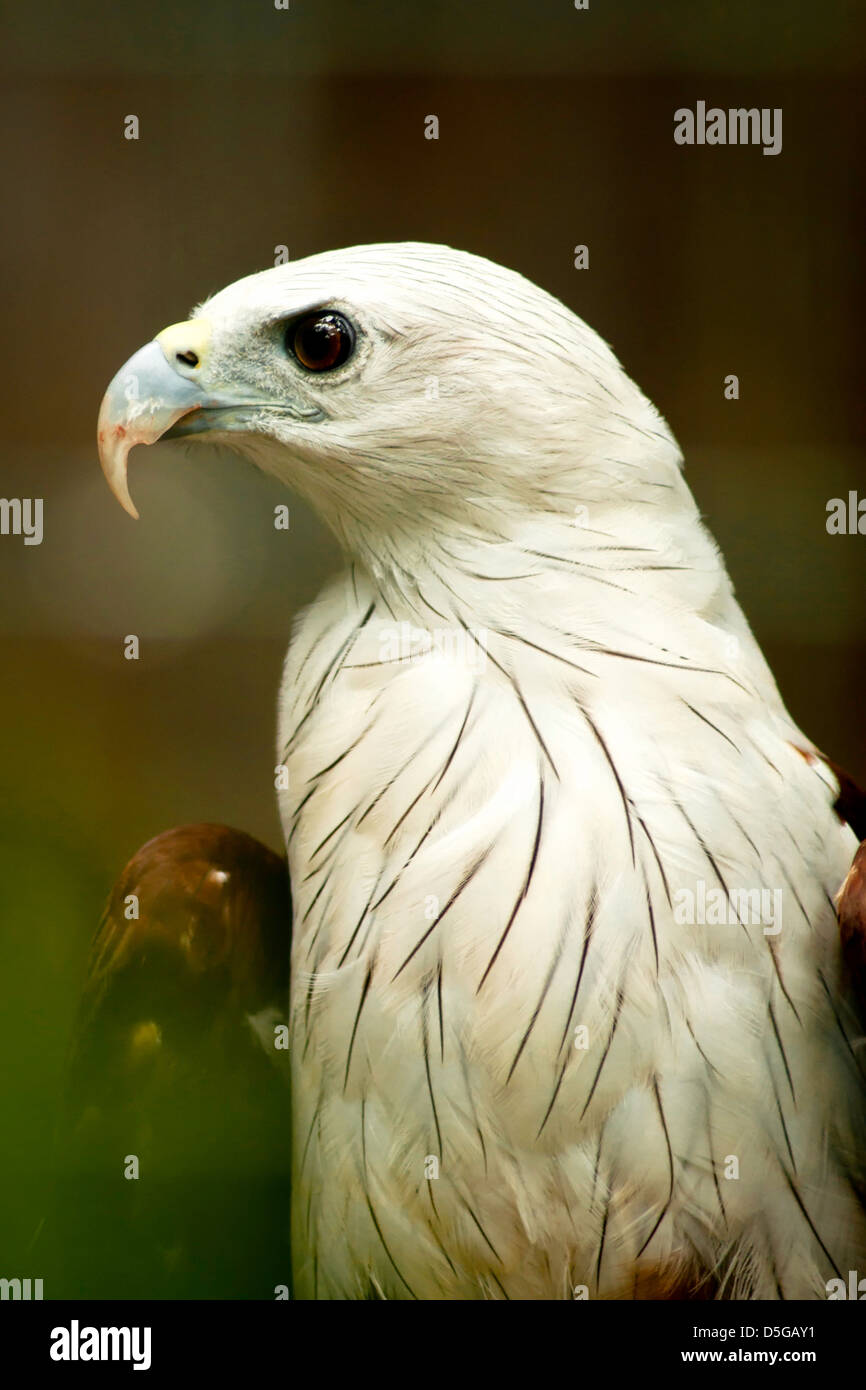 Images of Brahmini Kite Eagle look into the camera Stock Photo - Alamy