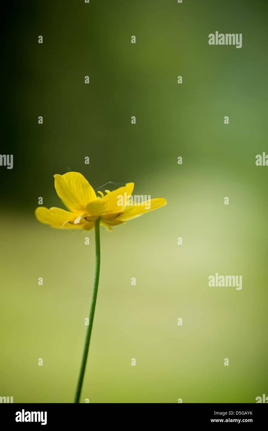 Single buttercup flower in Spring against bright green bokeh background ...