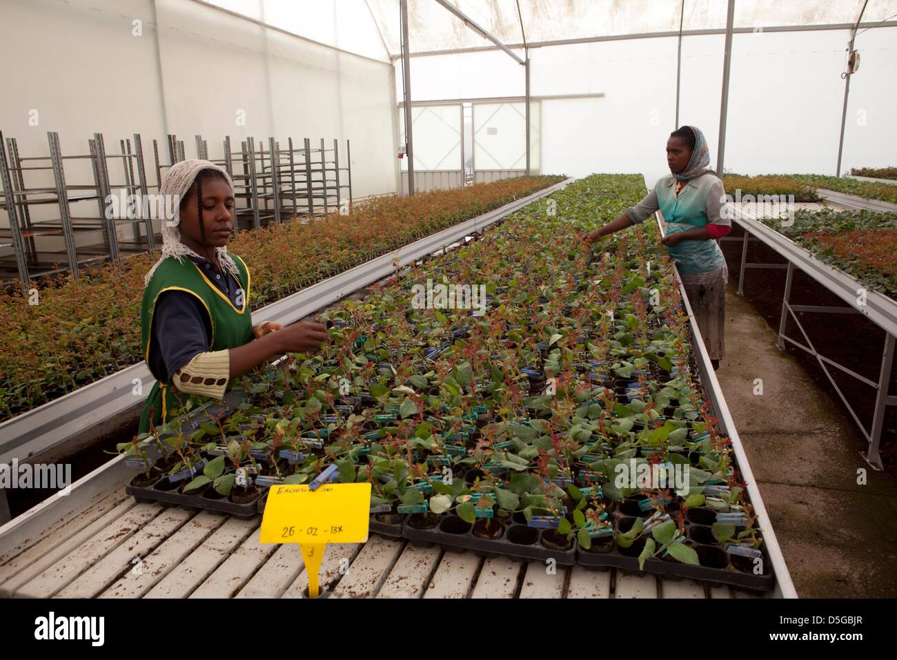 Ethiopian flowerr farm Stock Photo - Alamy