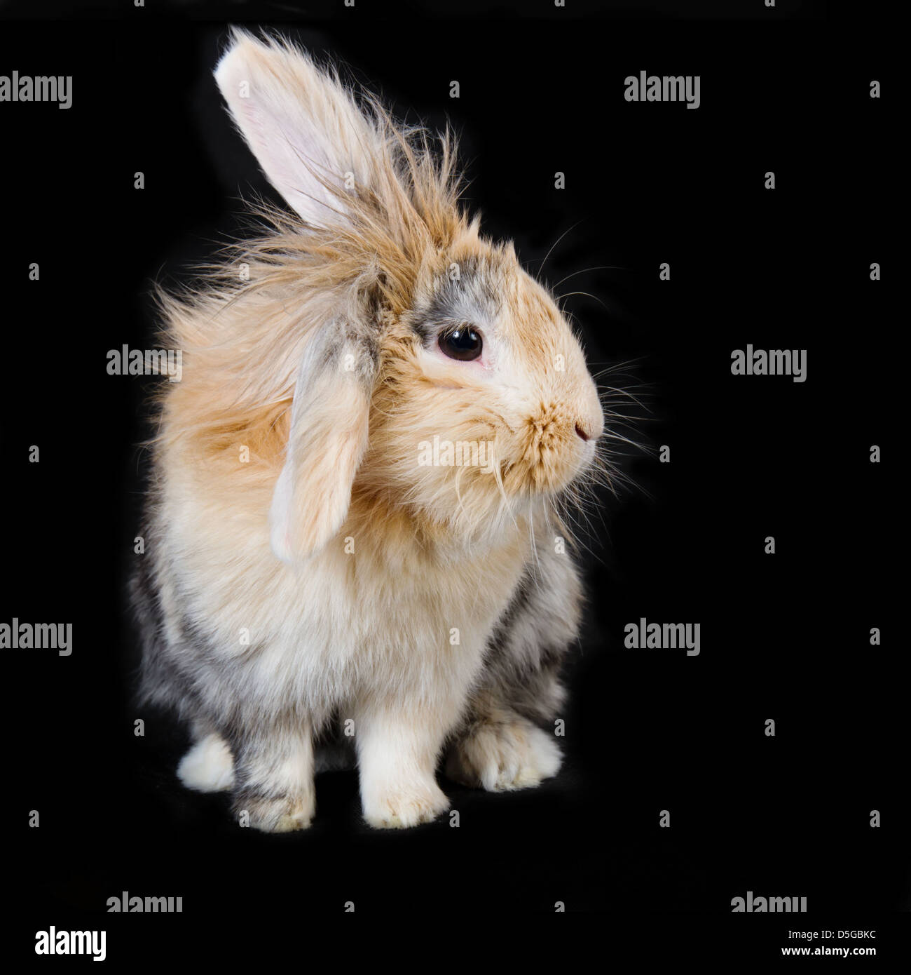 Light brown lop ear bunny on black background Stock Photo - Alamy