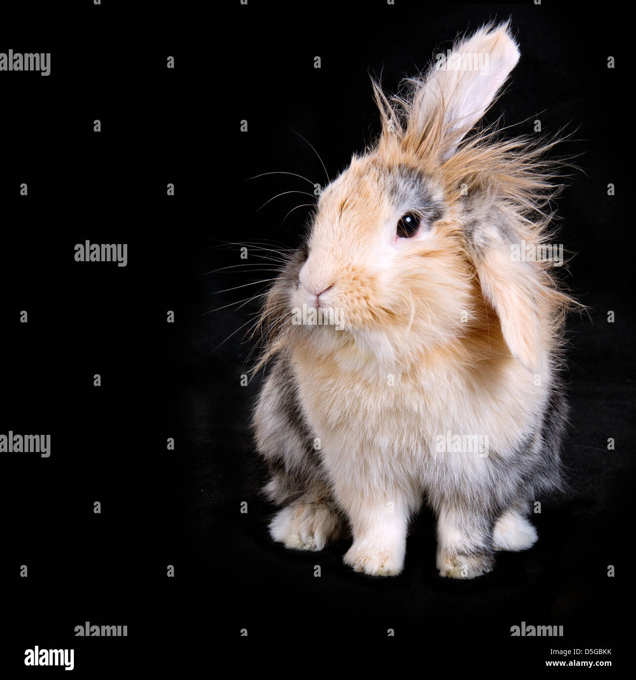 Light brown lop ear bunny on black background Stock Photo - Alamy