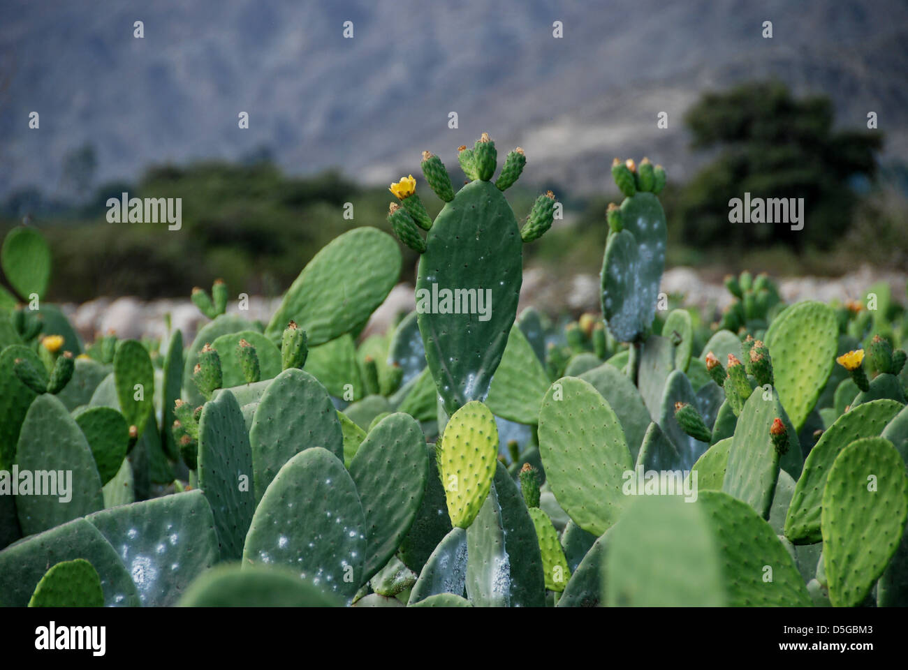 Prickly pears growing in a field in Peru Stock Photo - Alamy