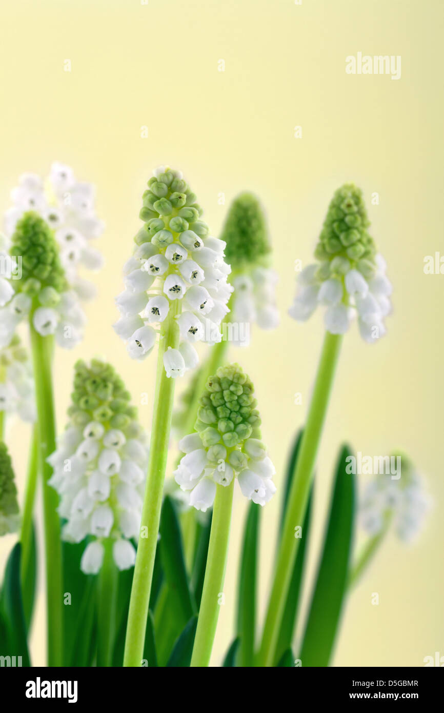 White grape hyacinth on light yellow easter background Stock Photo - Alamy
