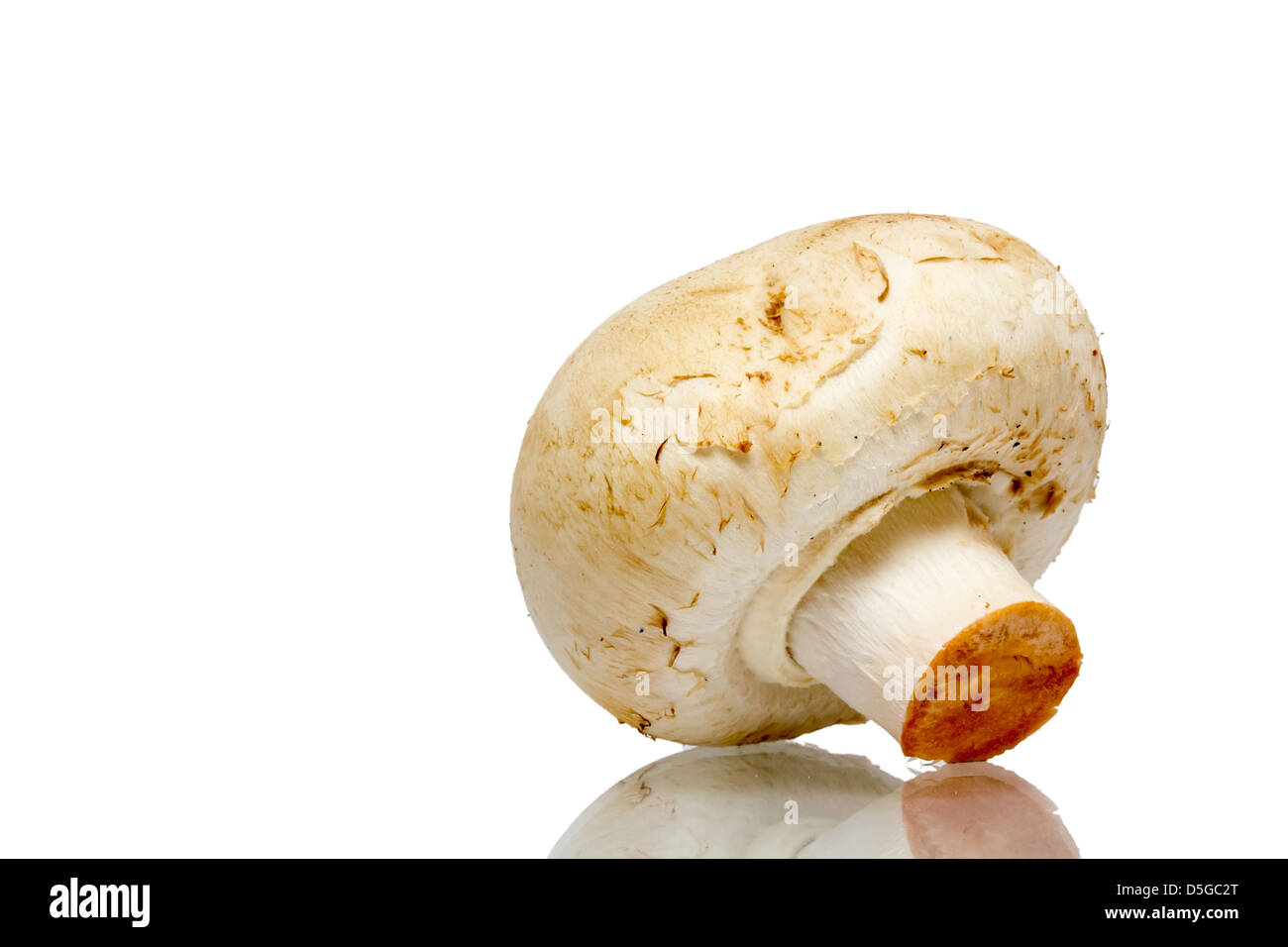 Mushroom paris isolated on white background close up Stock Photo - Alamy