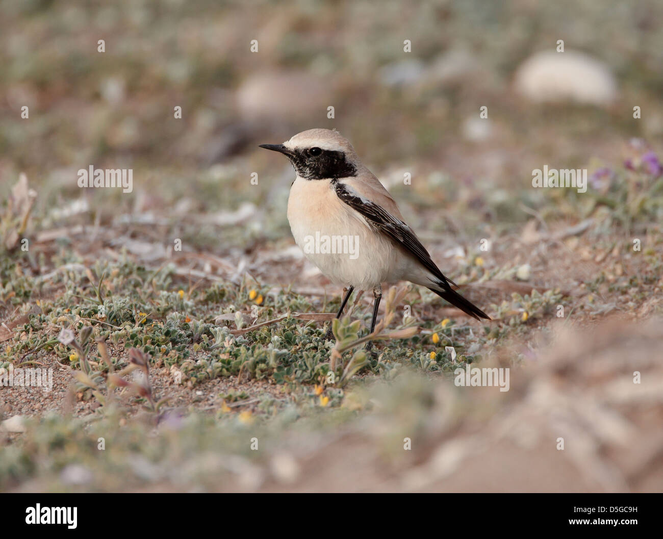 Desert Wheatear Male Oenanthe deserti on migration at Mandria Cyprus ...