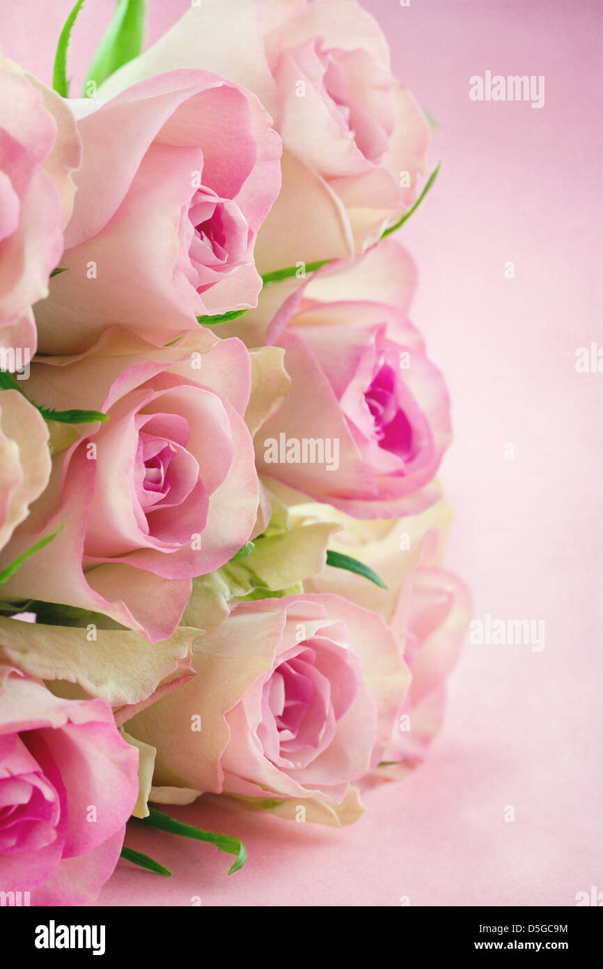Romantic pink roses on pink textured background Stock Photo - Alamy