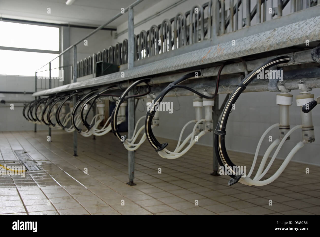 room for milking of goats and sheep and cows to get fresh milk Stock ...