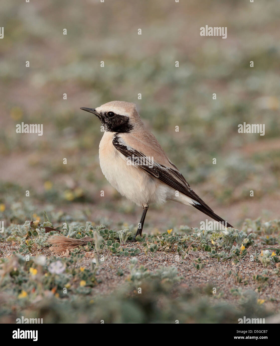 Desert Wheatear Male Oenanthe deserti on migration at Mandria Cyprus ...