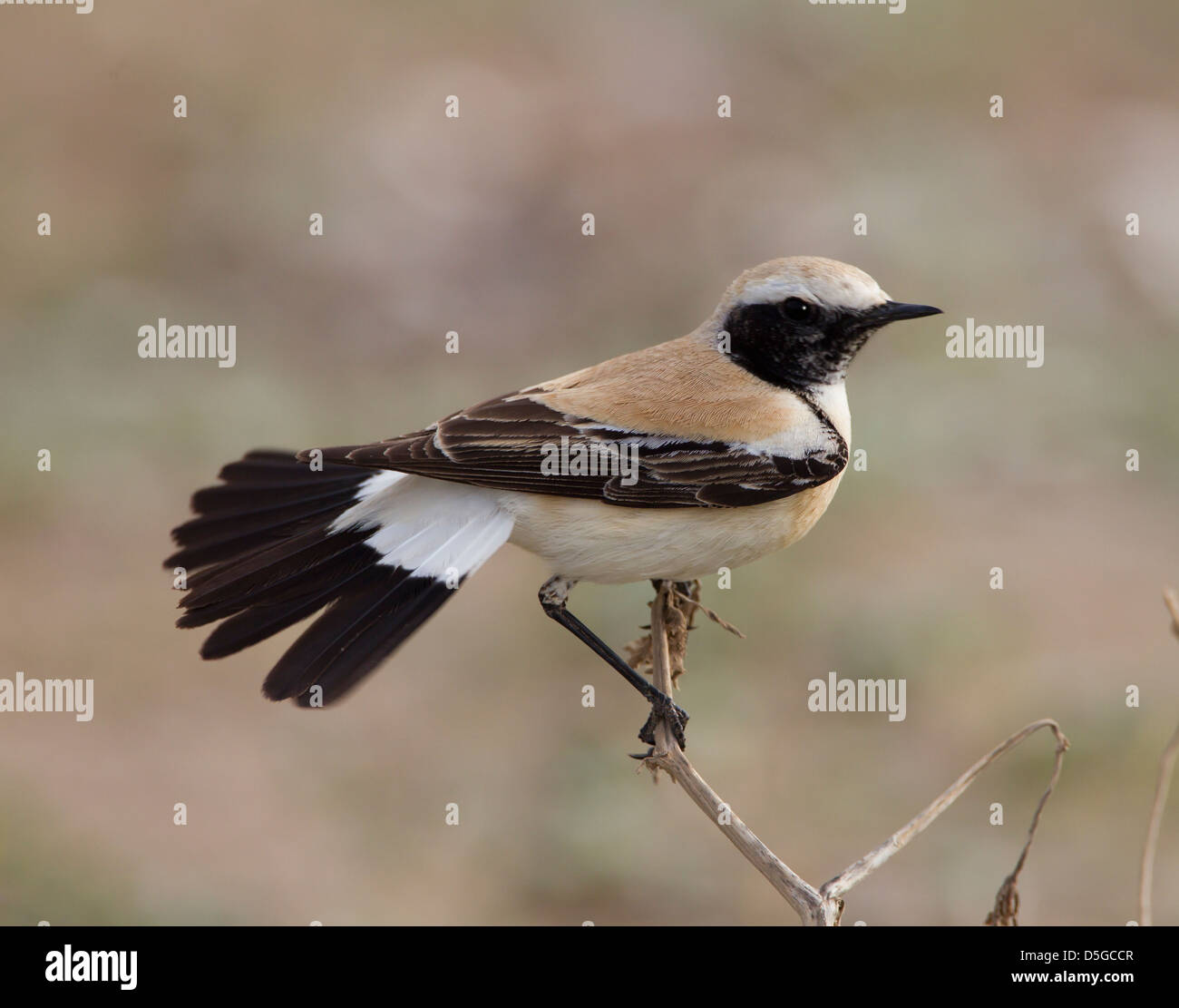 Desert Wheatear Male Oenanthe deserti on migration at Mandria Cyprus ...