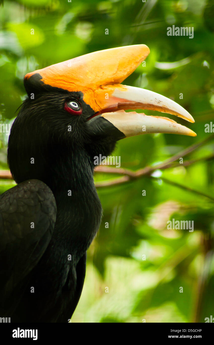 Exoctic pets hi-res stock photography and images - Alamy