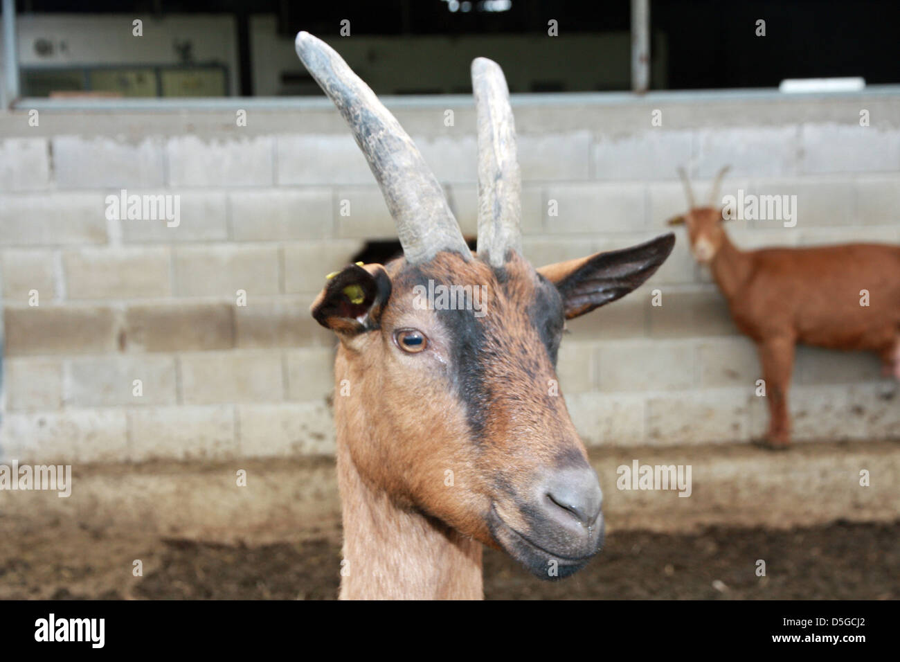 snout of a goat in a fence of a sheepfold of a farm Stock Photo - Alamy