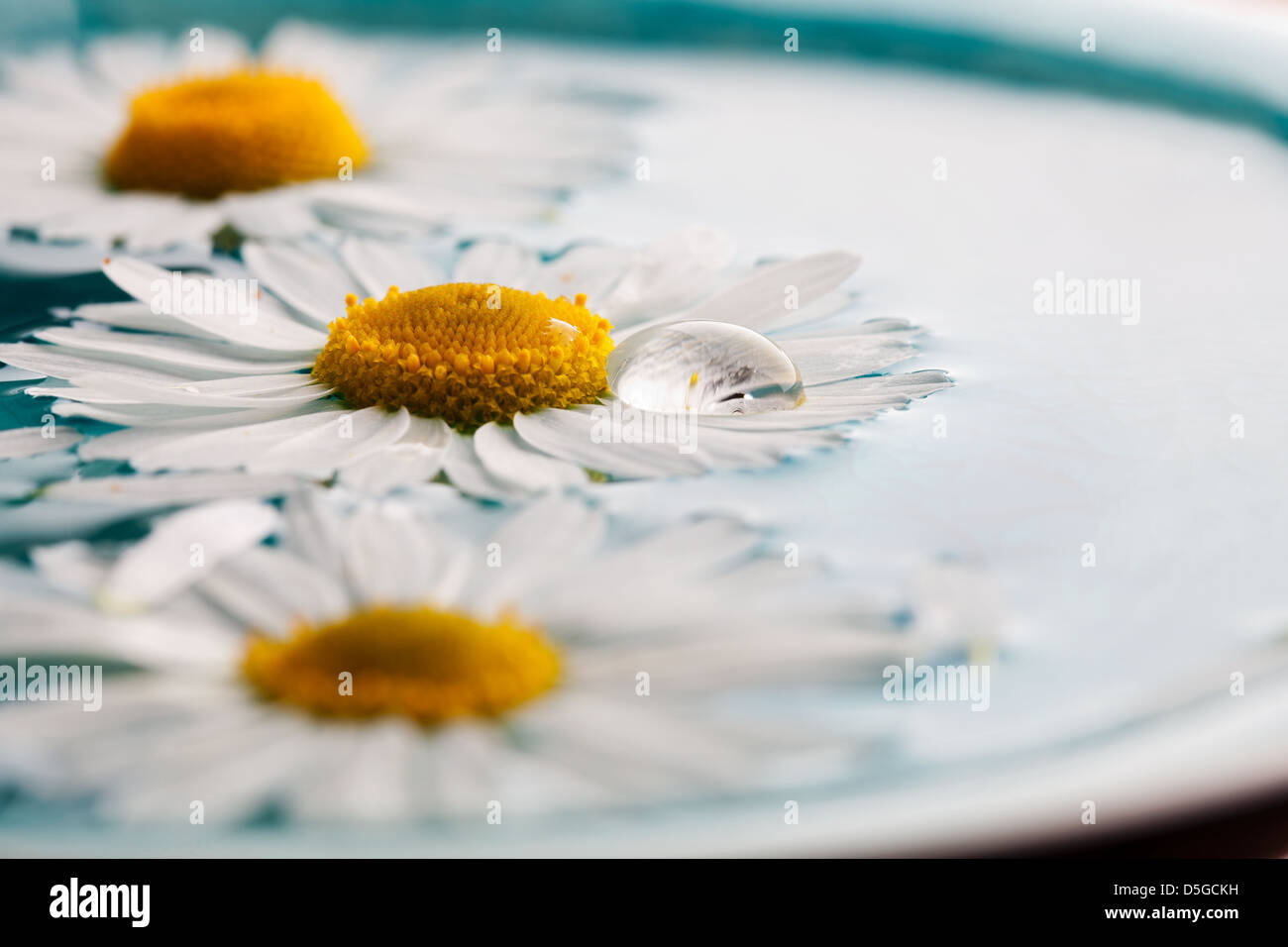 Beautiful daisies floating in bright turquoise water Stock Photo - Alamy
