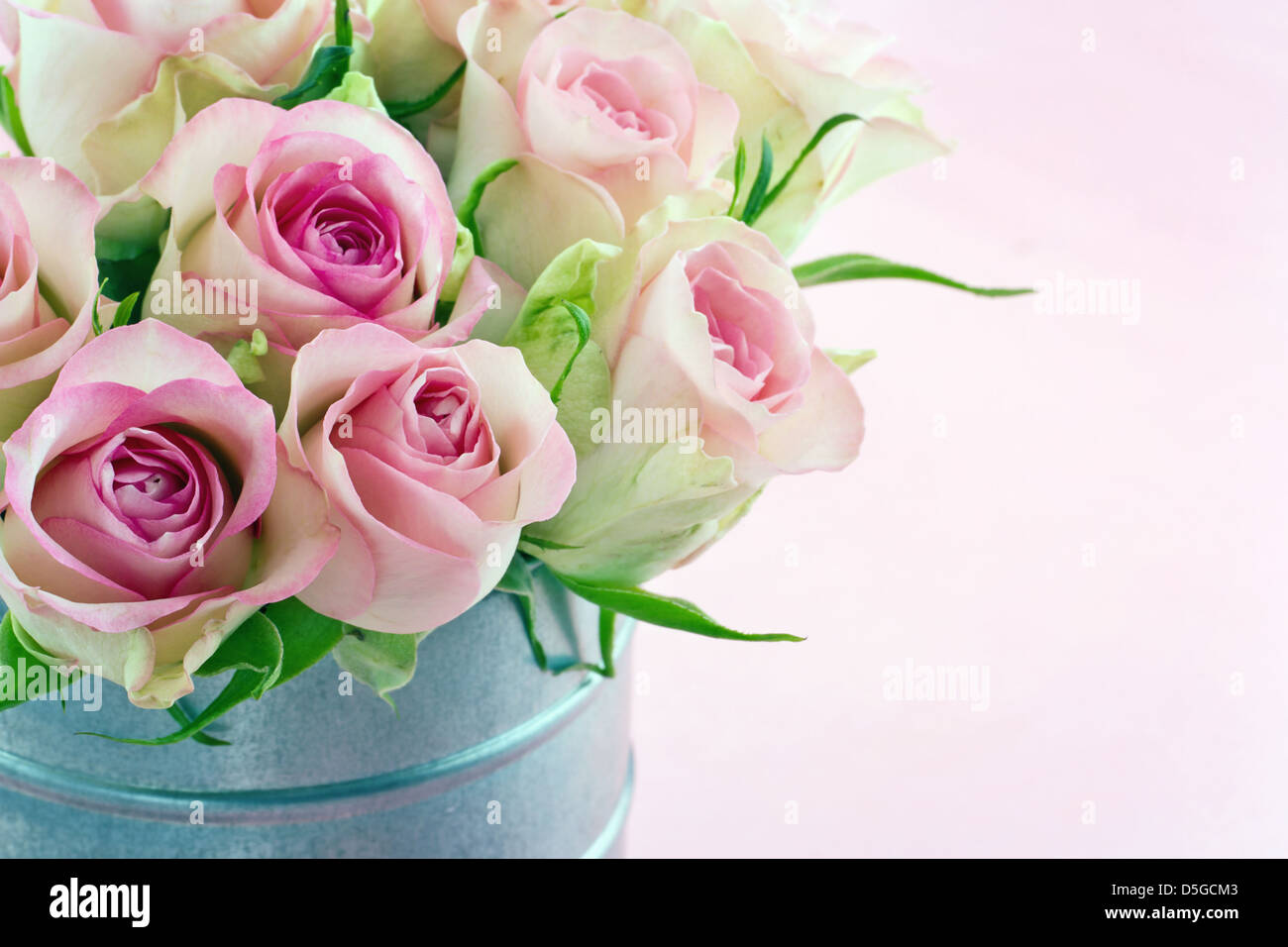 Pink roses on pastel hi-res stock photography and images - Alamy
