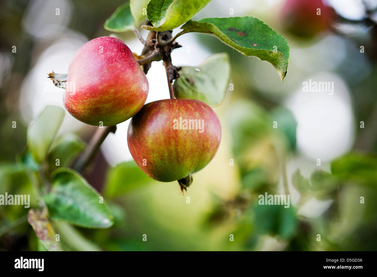 Close up of apple tree with red apples Stock Photo - Alamy