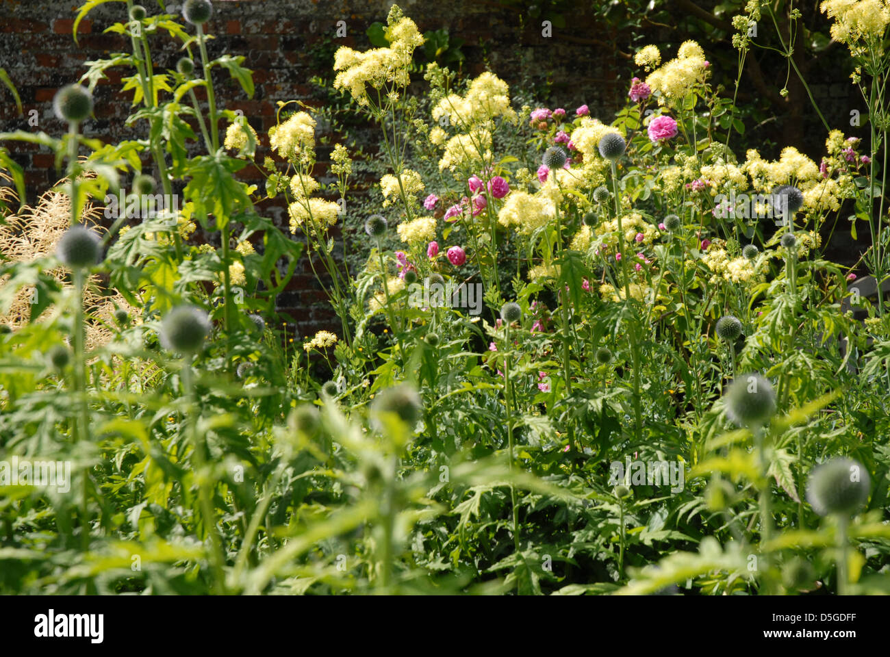 Wild Flowers, Hedgerow flowers Stock Photo - Alamy