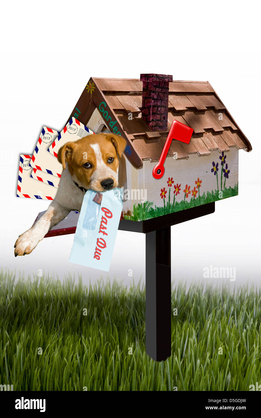 Mail Box Doggy Stock Photo - Alamy