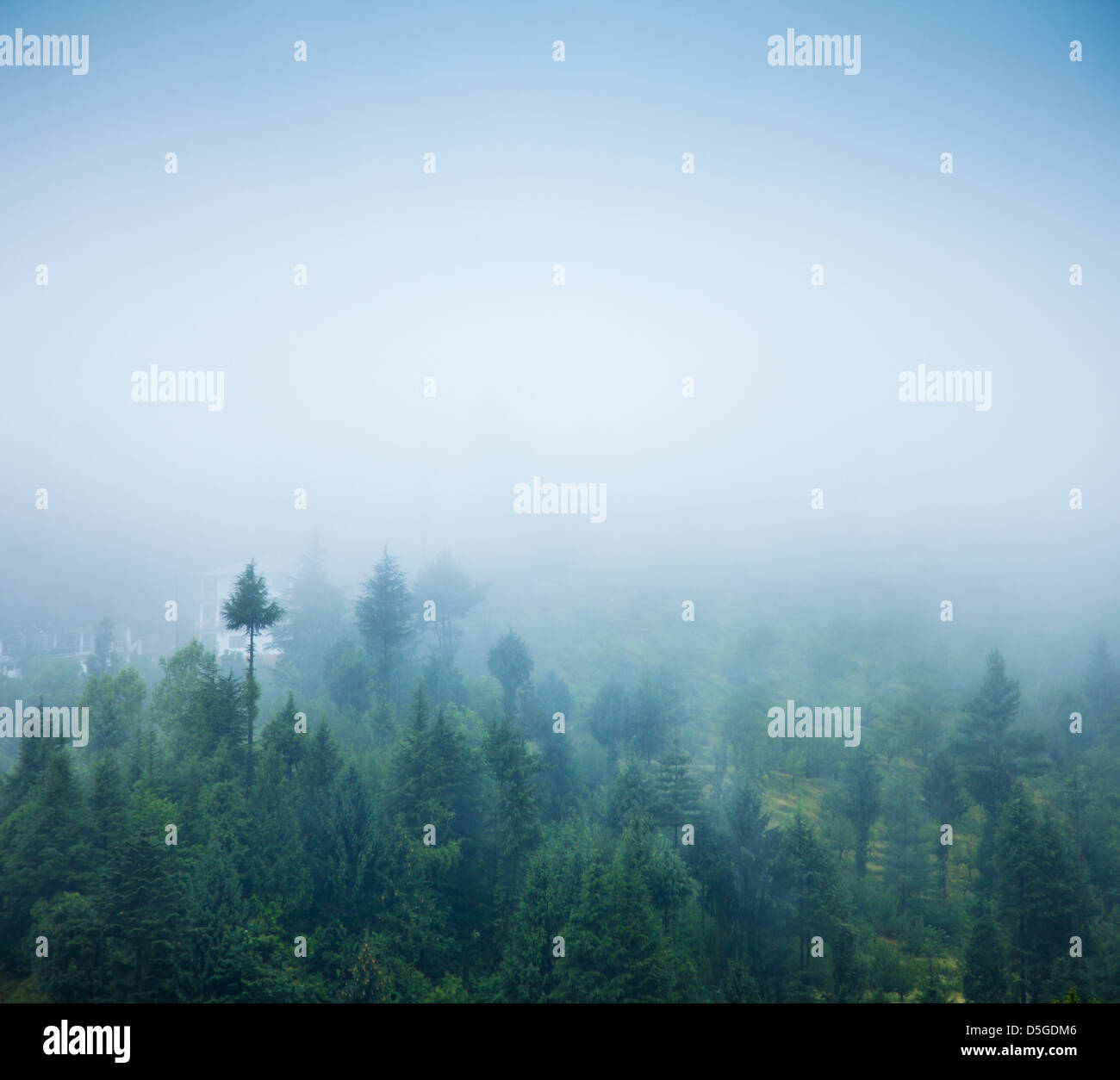 Fog in the morning forest Stock Photo - Alamy
