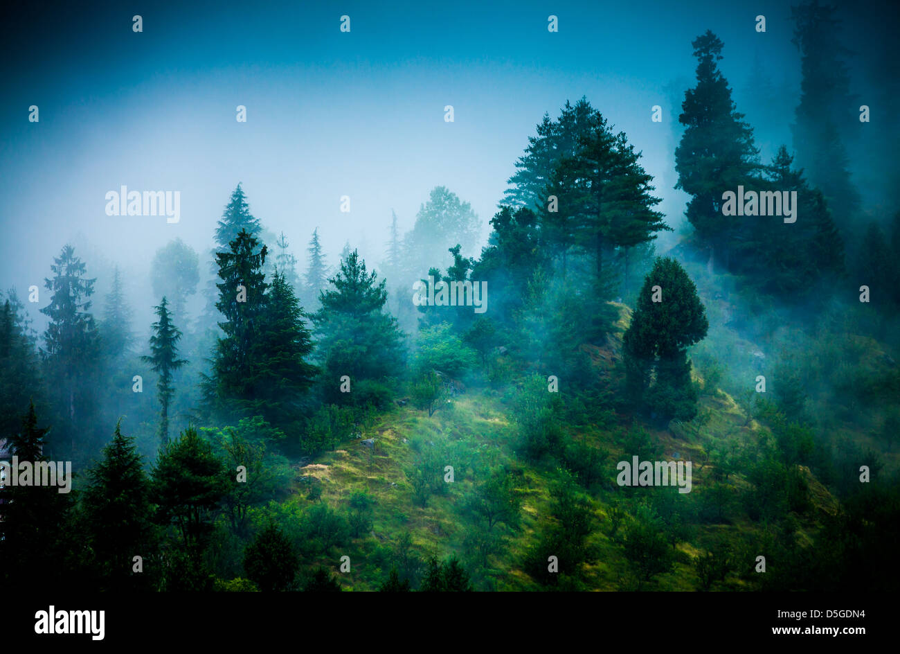 Fog in the morning forest Stock Photo - Alamy