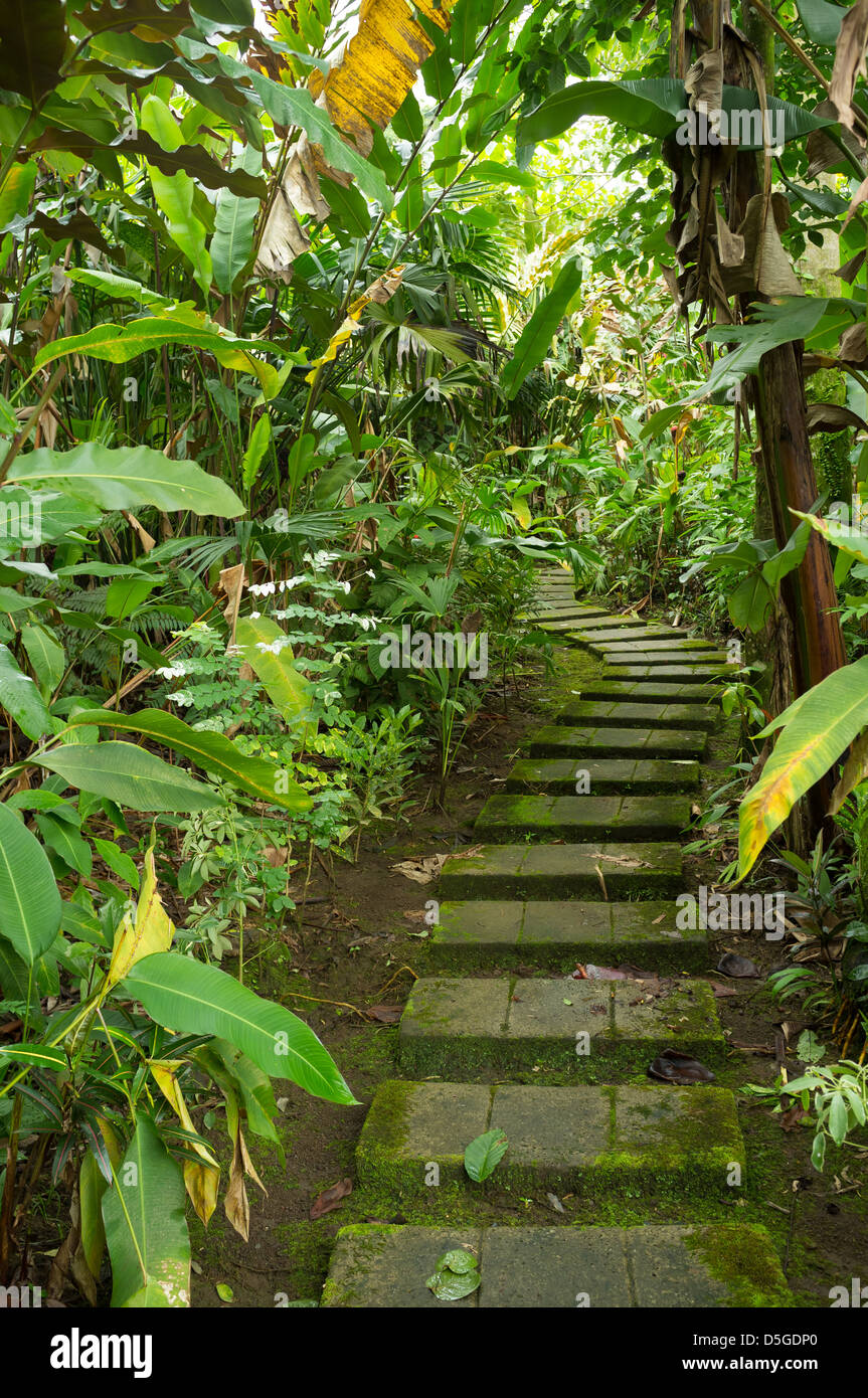 Walkway through a dense tropical rainforest Stock Photo - Alamy