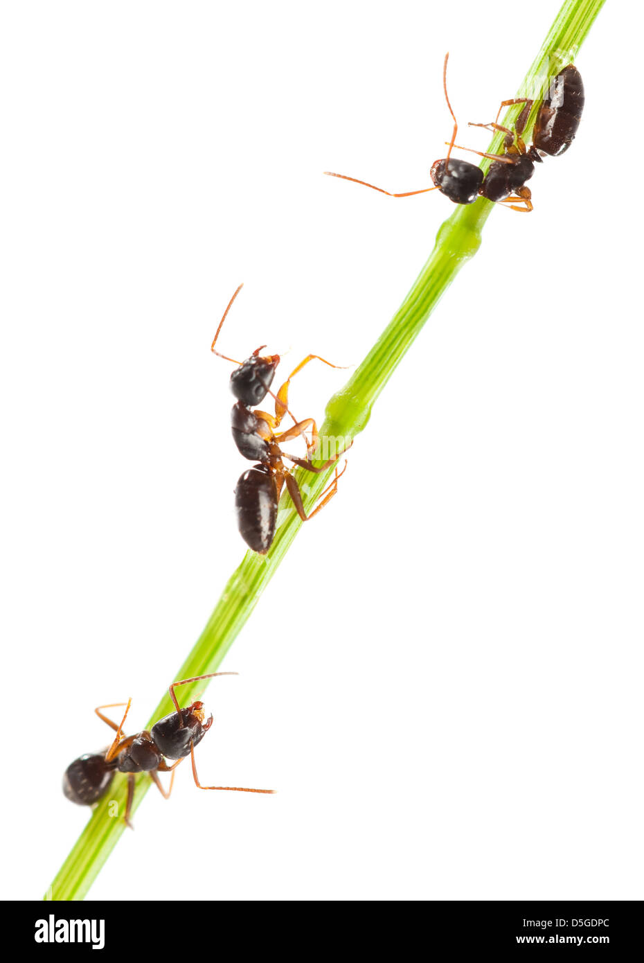 Ants on a green grass. On a white background Stock Photo - Alamy