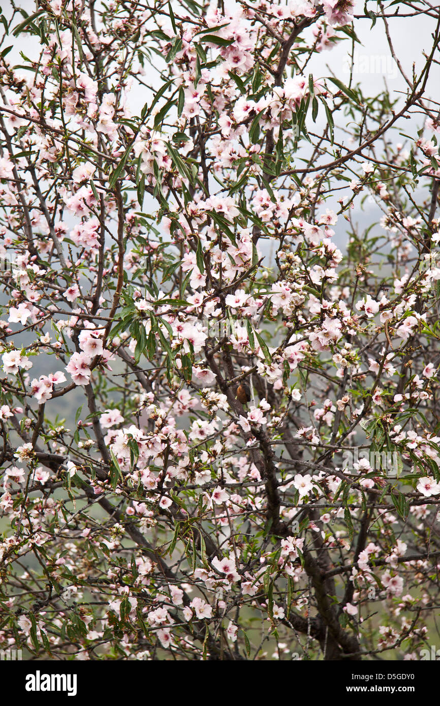 Almond tree flowers hi-res stock photography and images - Alamy