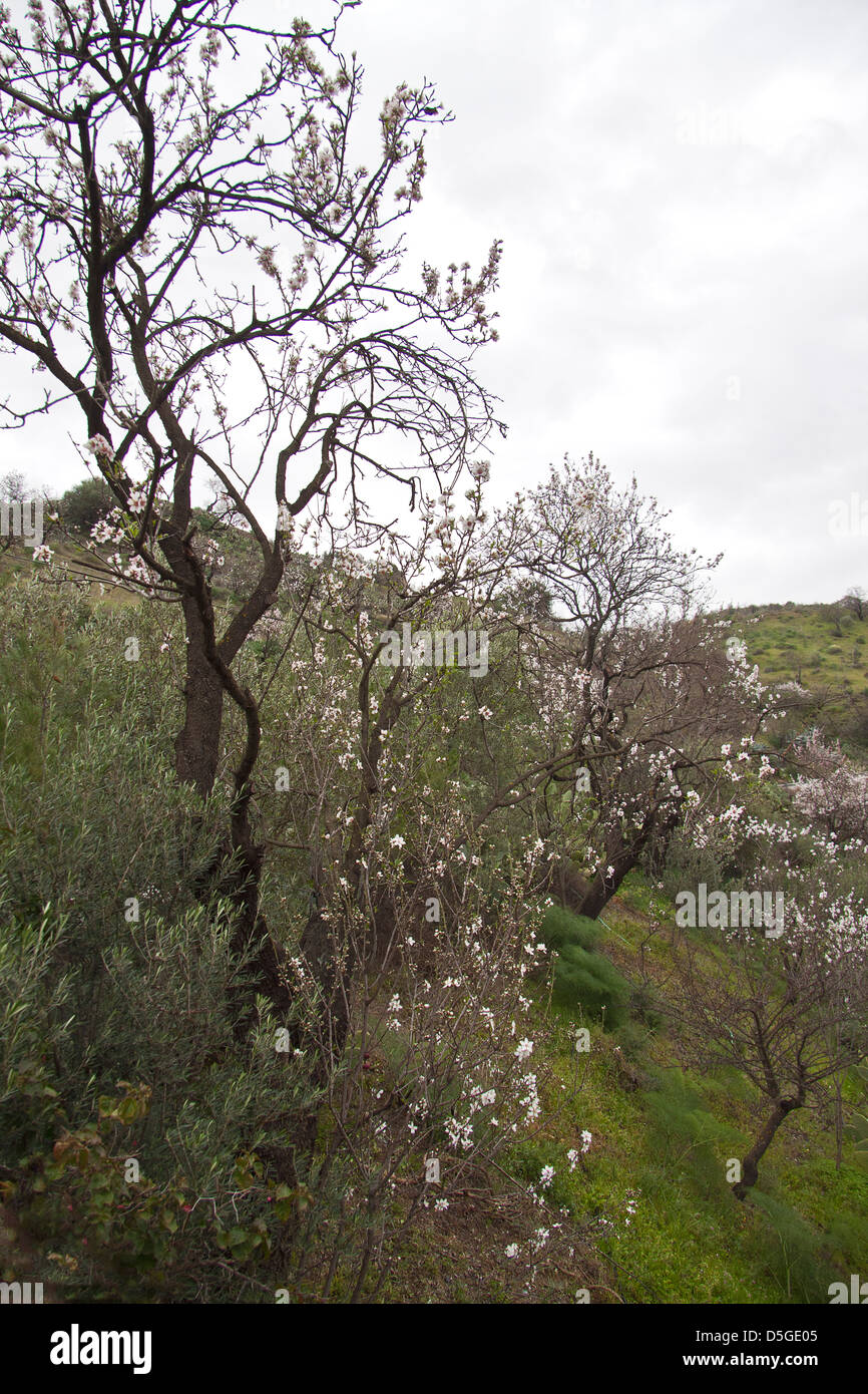 Almendro almond tree hi-res stock photography and images - Alamy