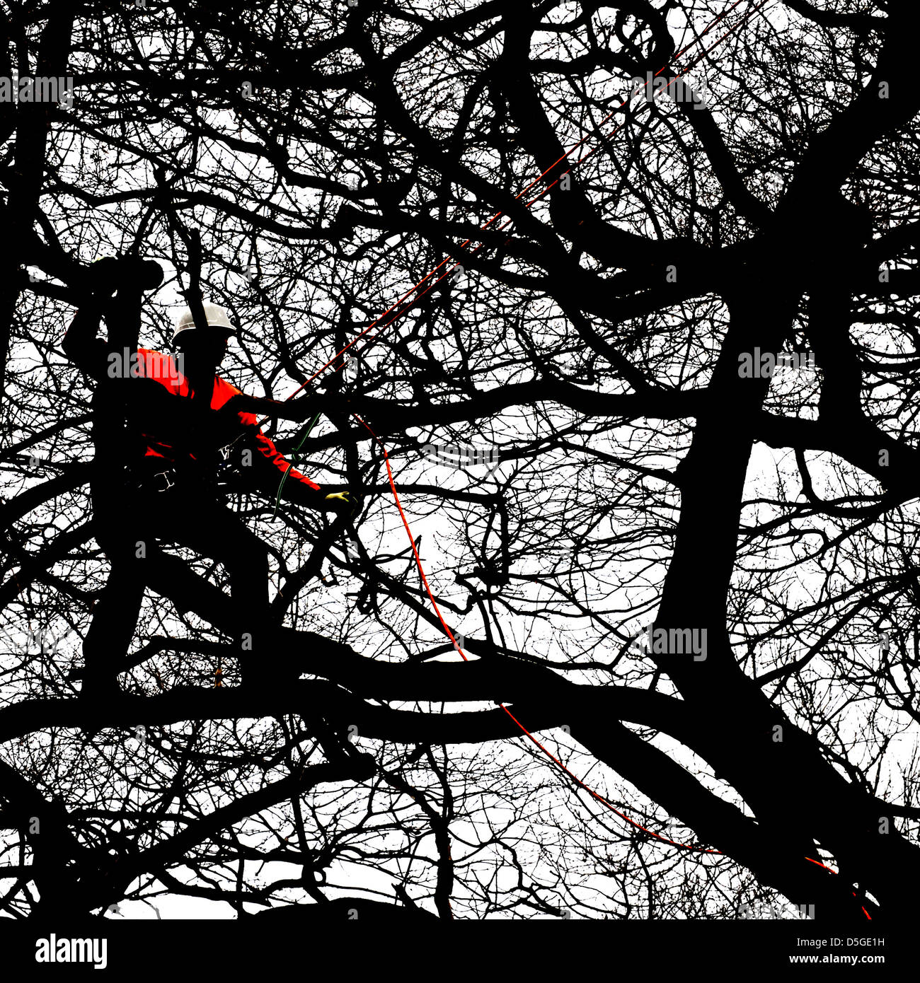 Tree surgeon at work, wearing safety harness, UK Stock Photo - Alamy