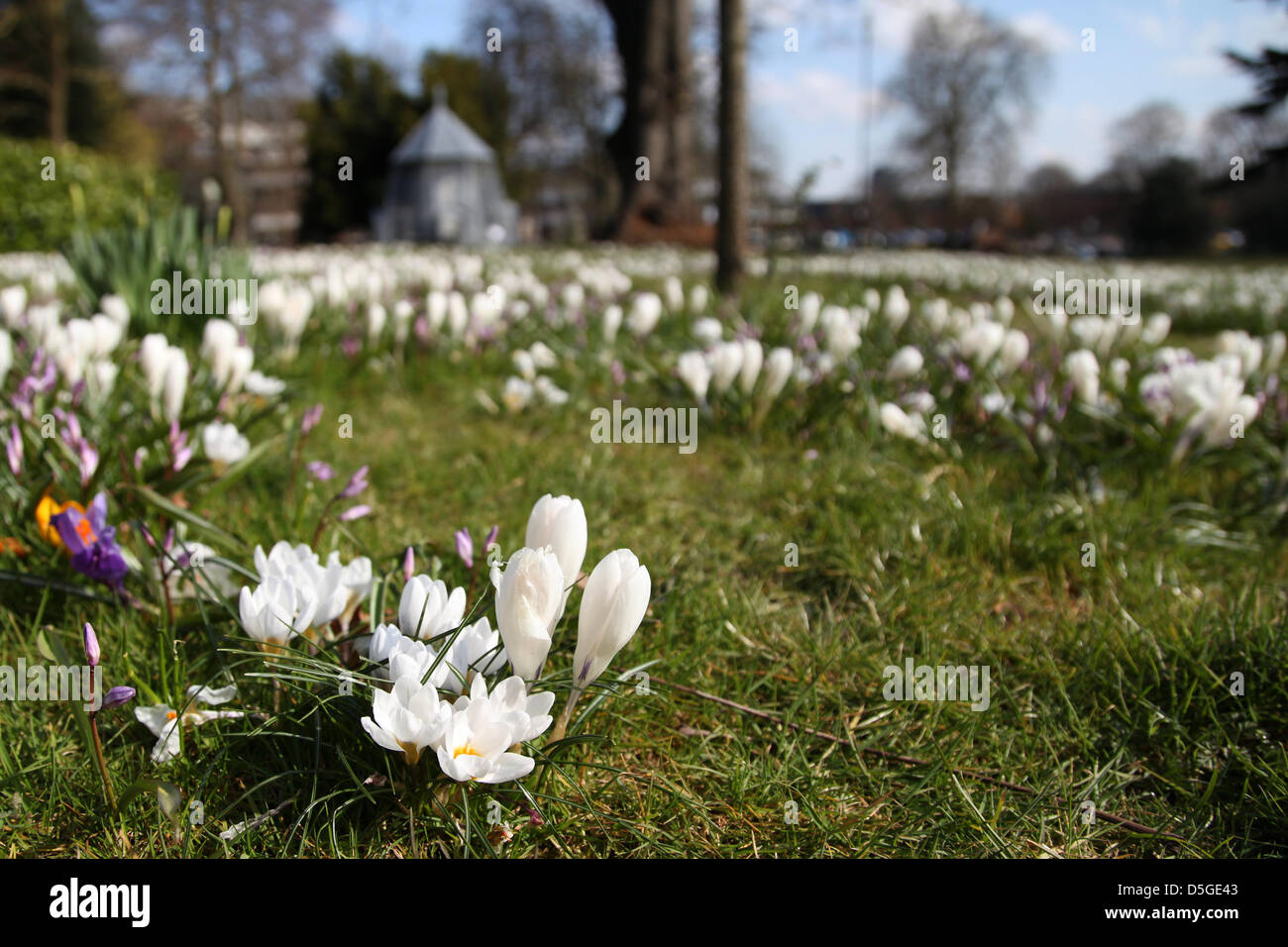 Basingstoke, UK. 2nd April 2013 - Crocuses flowering in Basingstoke's ...
